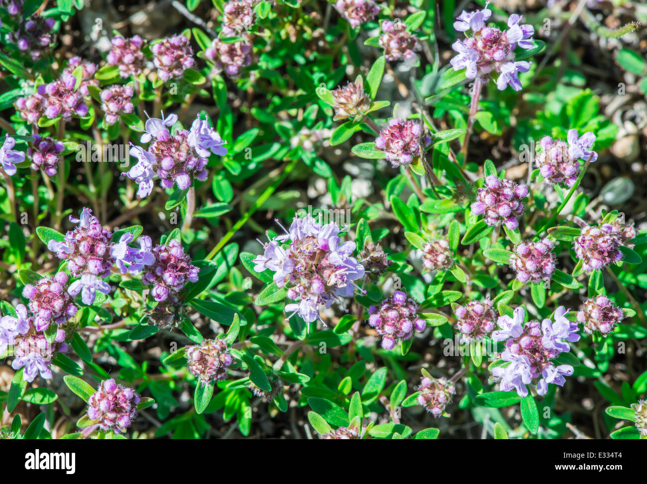 Flower thyme in the nature. Close up Stock Photo - Alamy