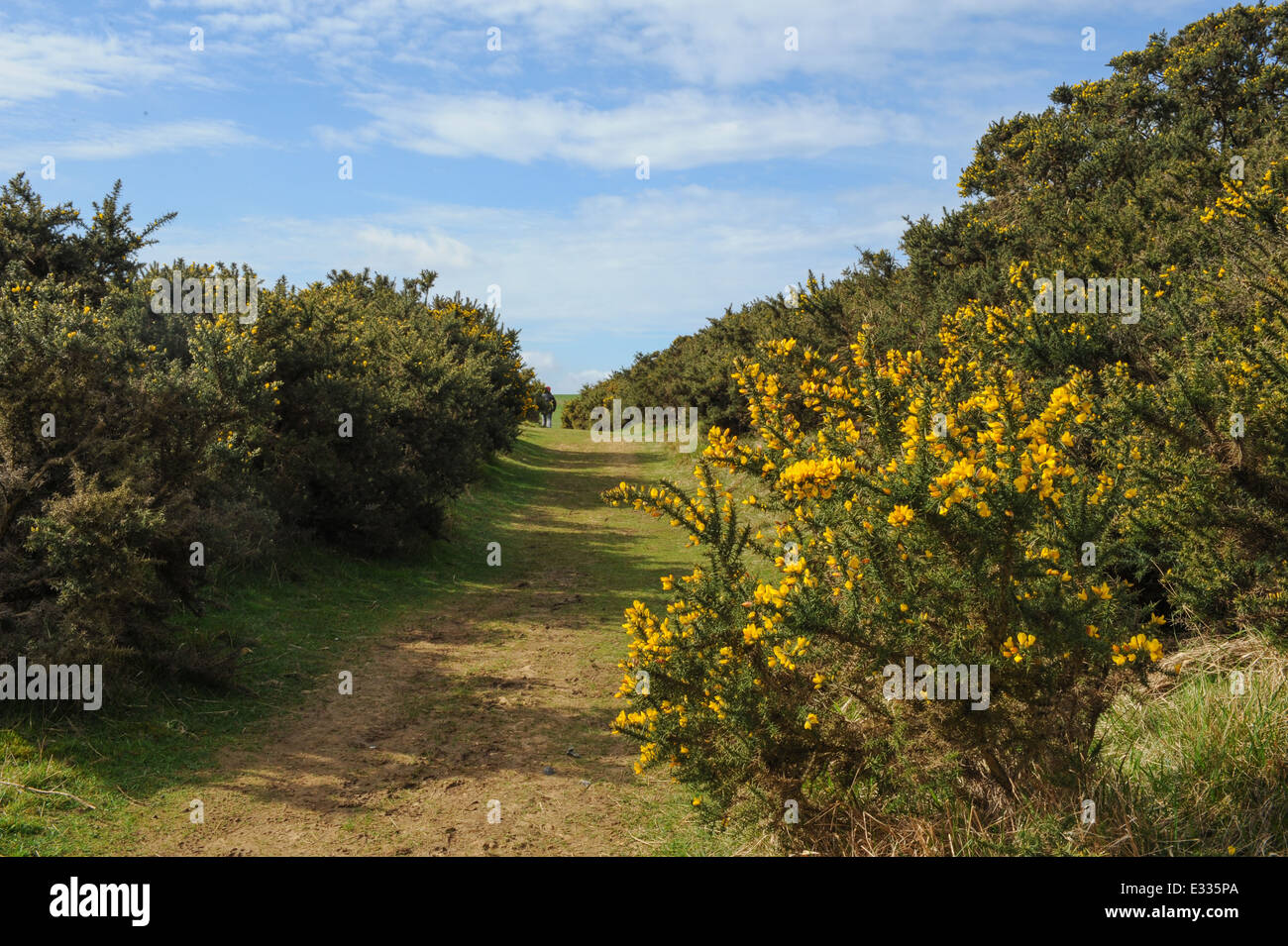 Cleeve Common, the highest point in the Cotswolds, is situated on ...