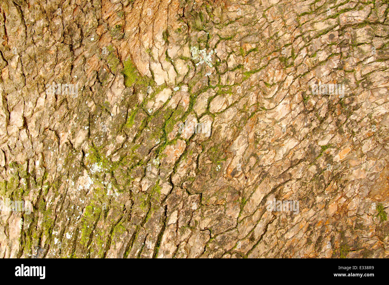 Weathered tree bark with cracks on closeup Stock Photo - Alamy