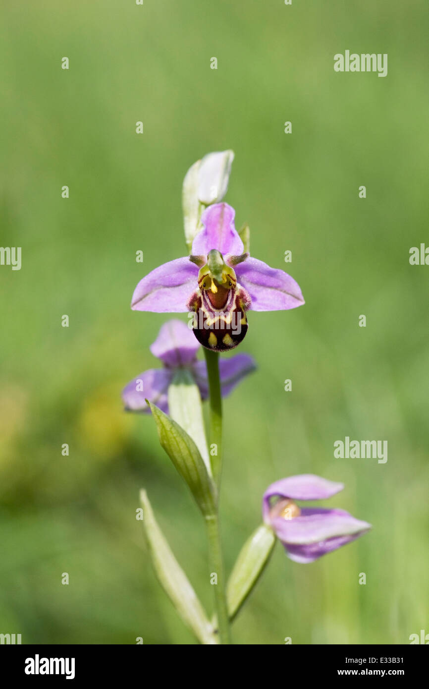 Ophrys apifera. Bee Orchid in a wildflower meadow Stock Photo - Alamy