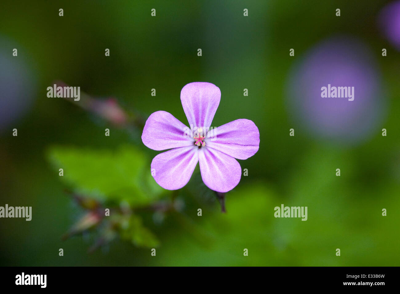 Medicinal Geranium High Resolution Stock Photography and Images - Alamy