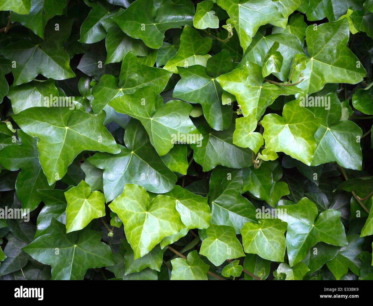A small area of a shady hedge of dark green glossy leaved ivy Stock ...