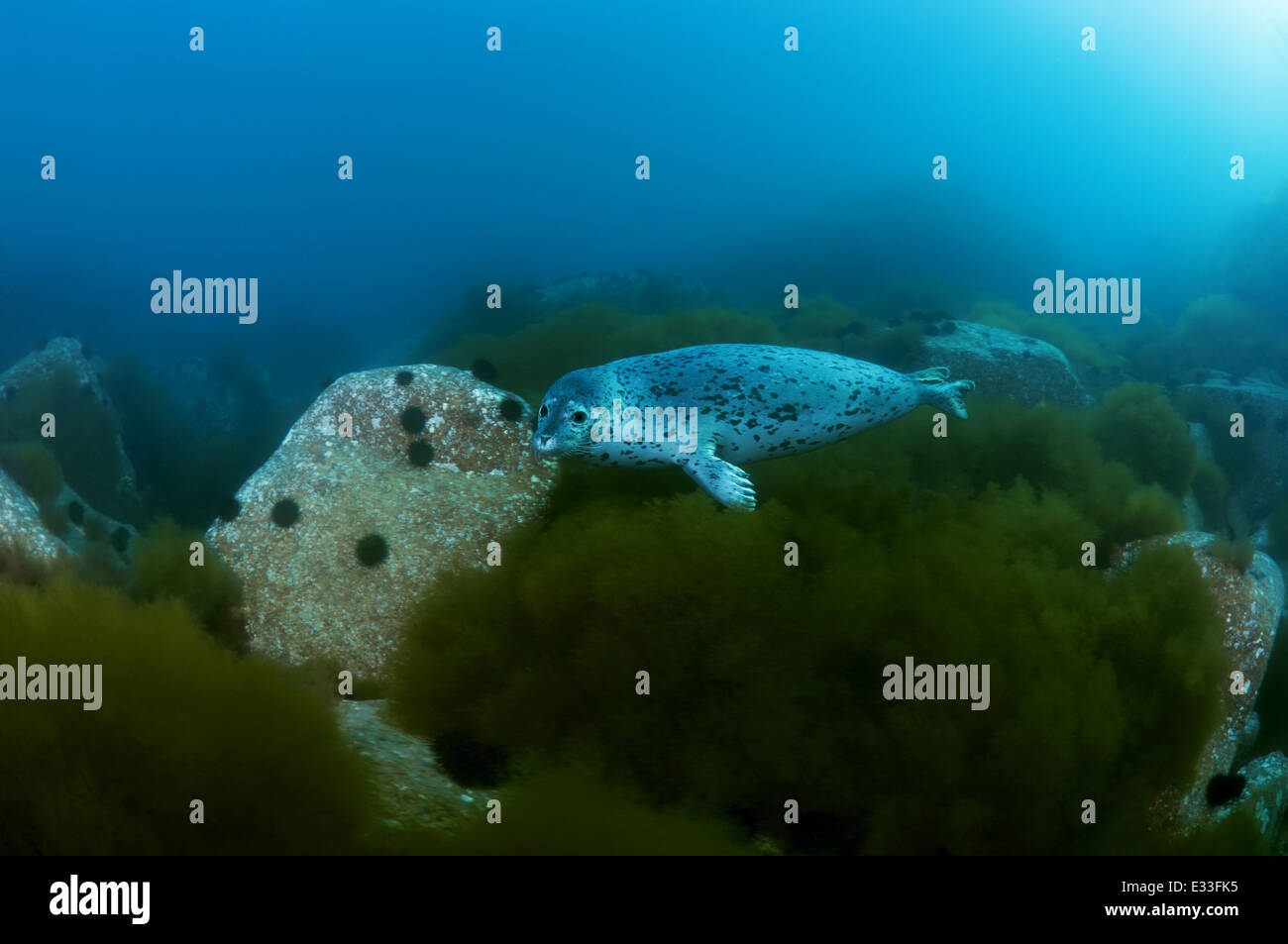 Spotted seal swims under water. larga or largha seal (Phoca largha ...