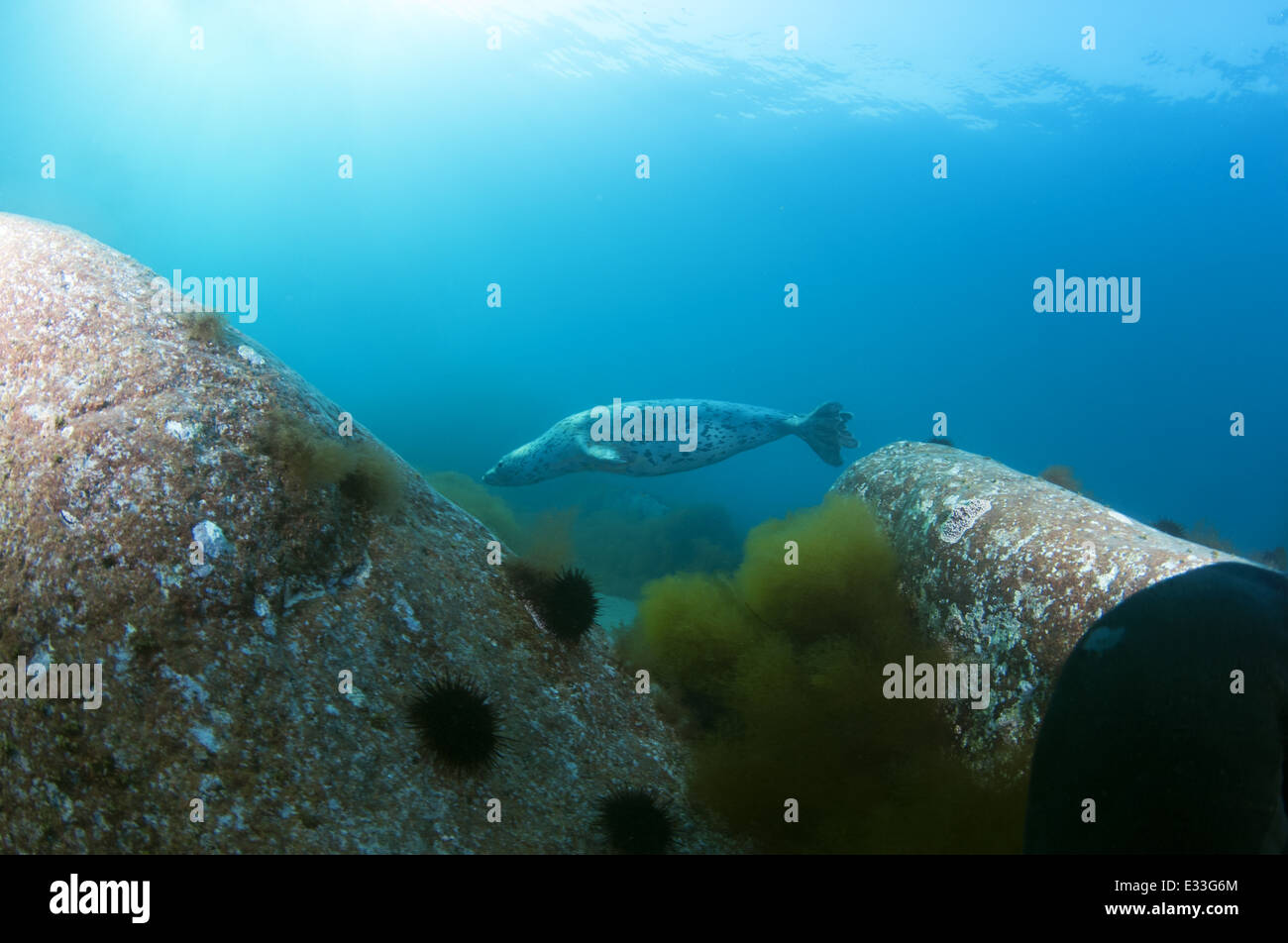 Spotted seal swims under water. larga or largha seal (Phoca largha ...