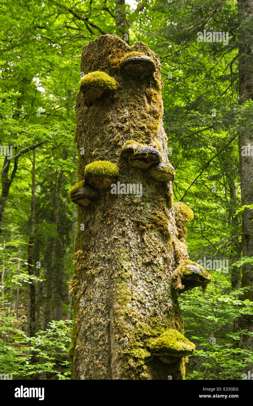 Rotten vegetation hi-res stock photography and images - Alamy