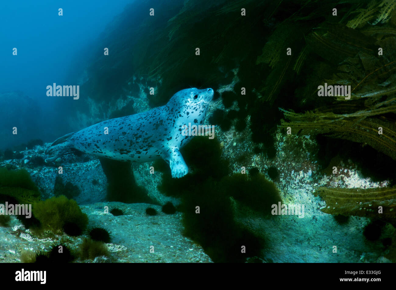 Spotted seal swims under water. larga or largha seal (Phoca largha ...