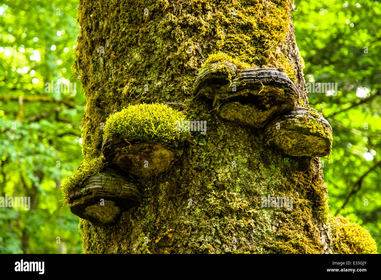 Rotten stem hi-res stock photography and images - Alamy