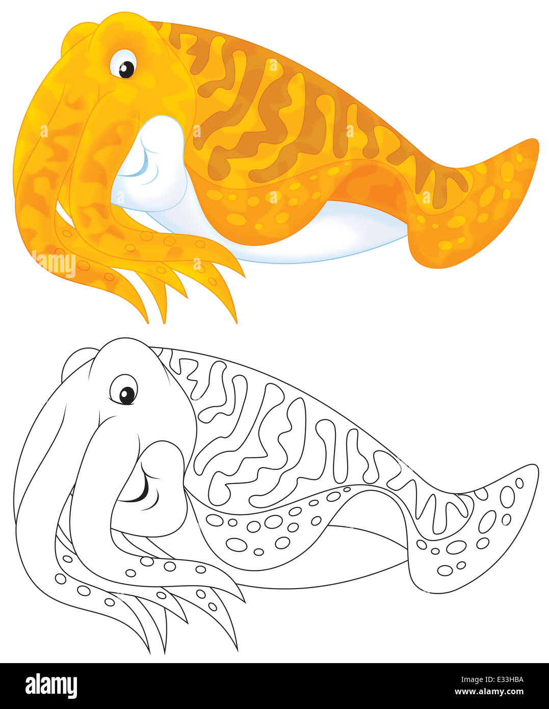 Black cuttle hi-res stock photography and images - Alamy