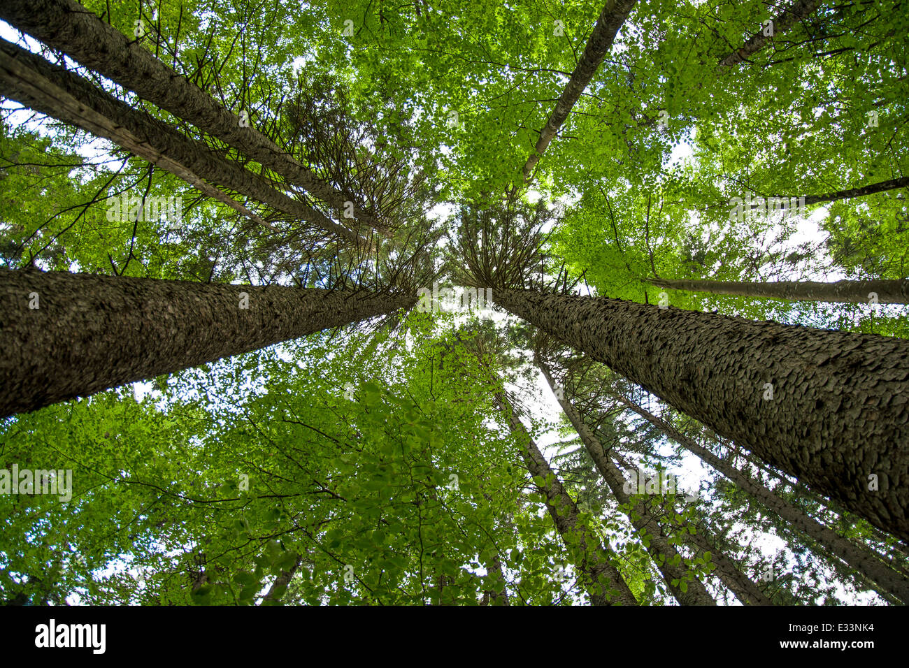 Forest resource management hi-res stock photography and images - Alamy