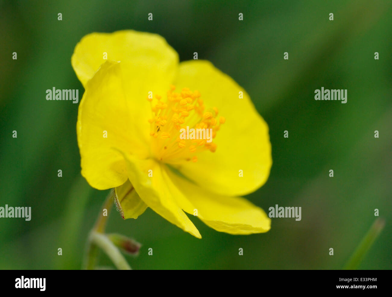 Common Rock-rose - Helianthemum nummularium Single flower closeup Stock ...