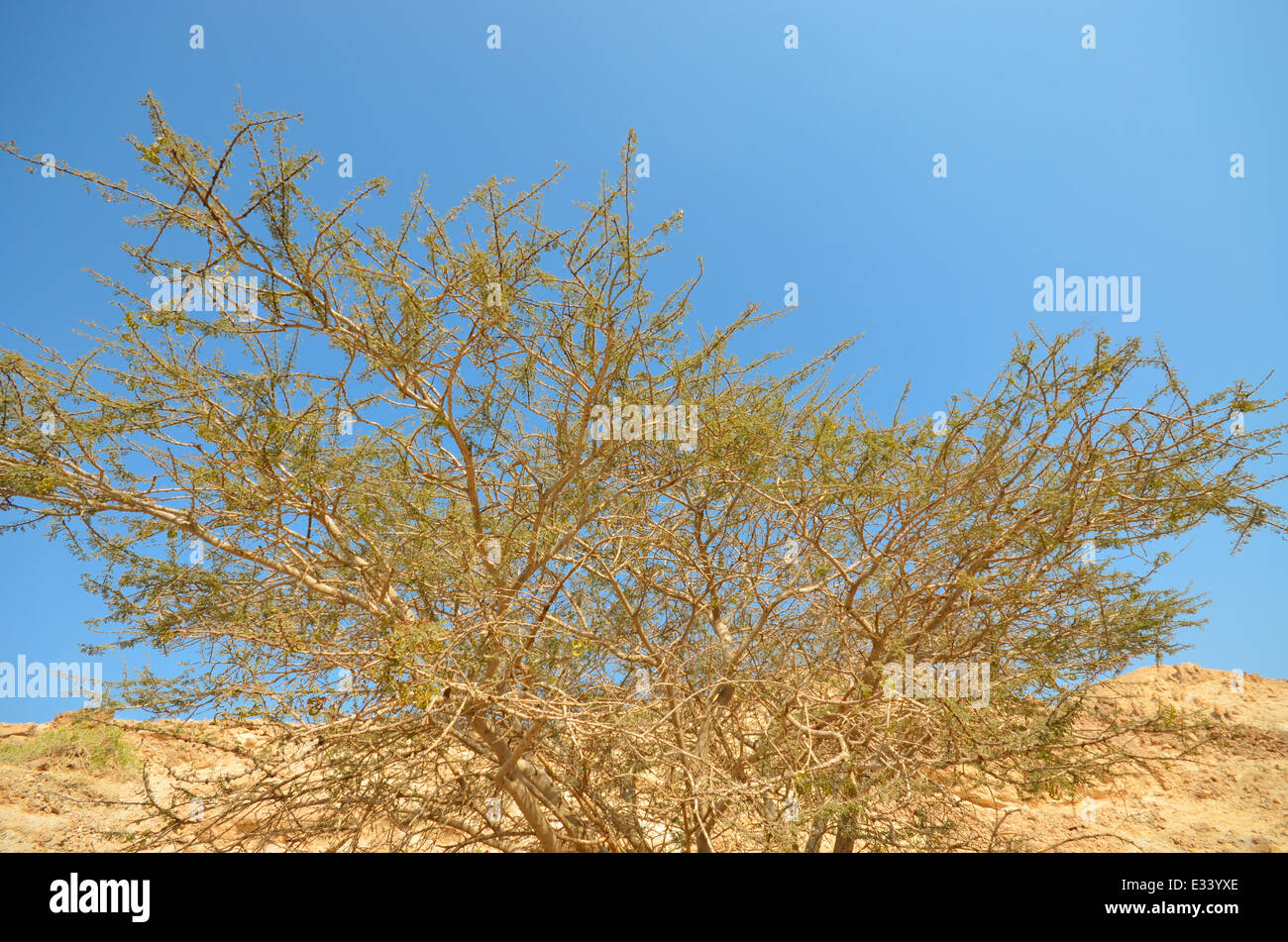 Desert tree hi-res stock photography and images - Alamy
