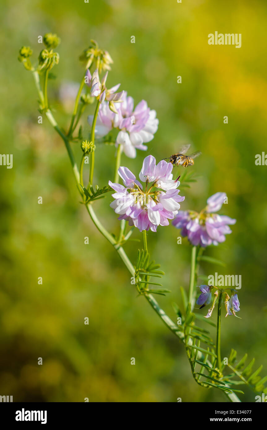 A wild bee gathering pollen at sunset on a pink clover flower Stock ...