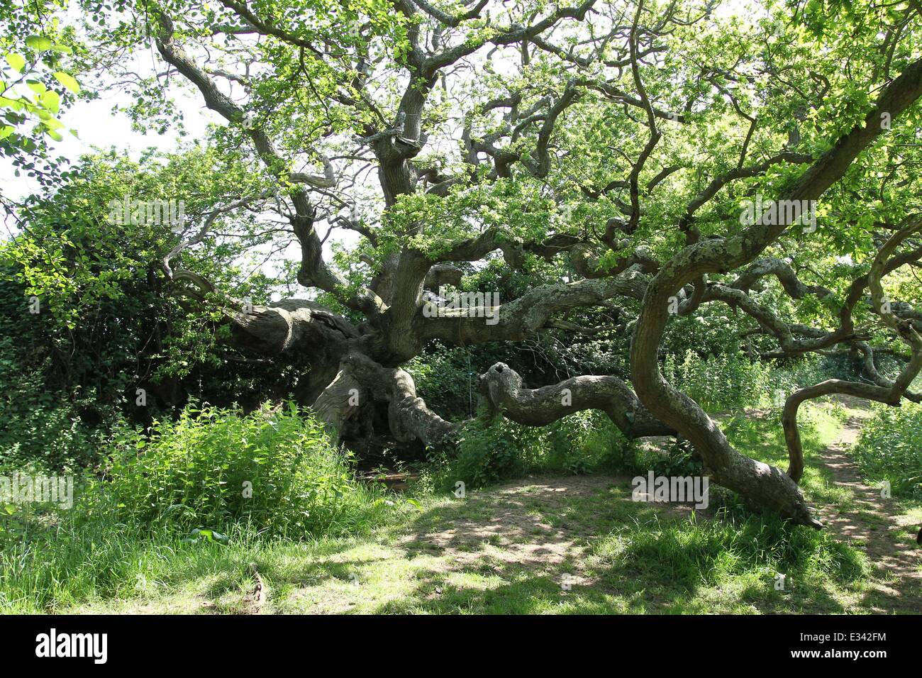 An ancient oak tree known as The Dragon Tree at Brightstone, Isle of ...