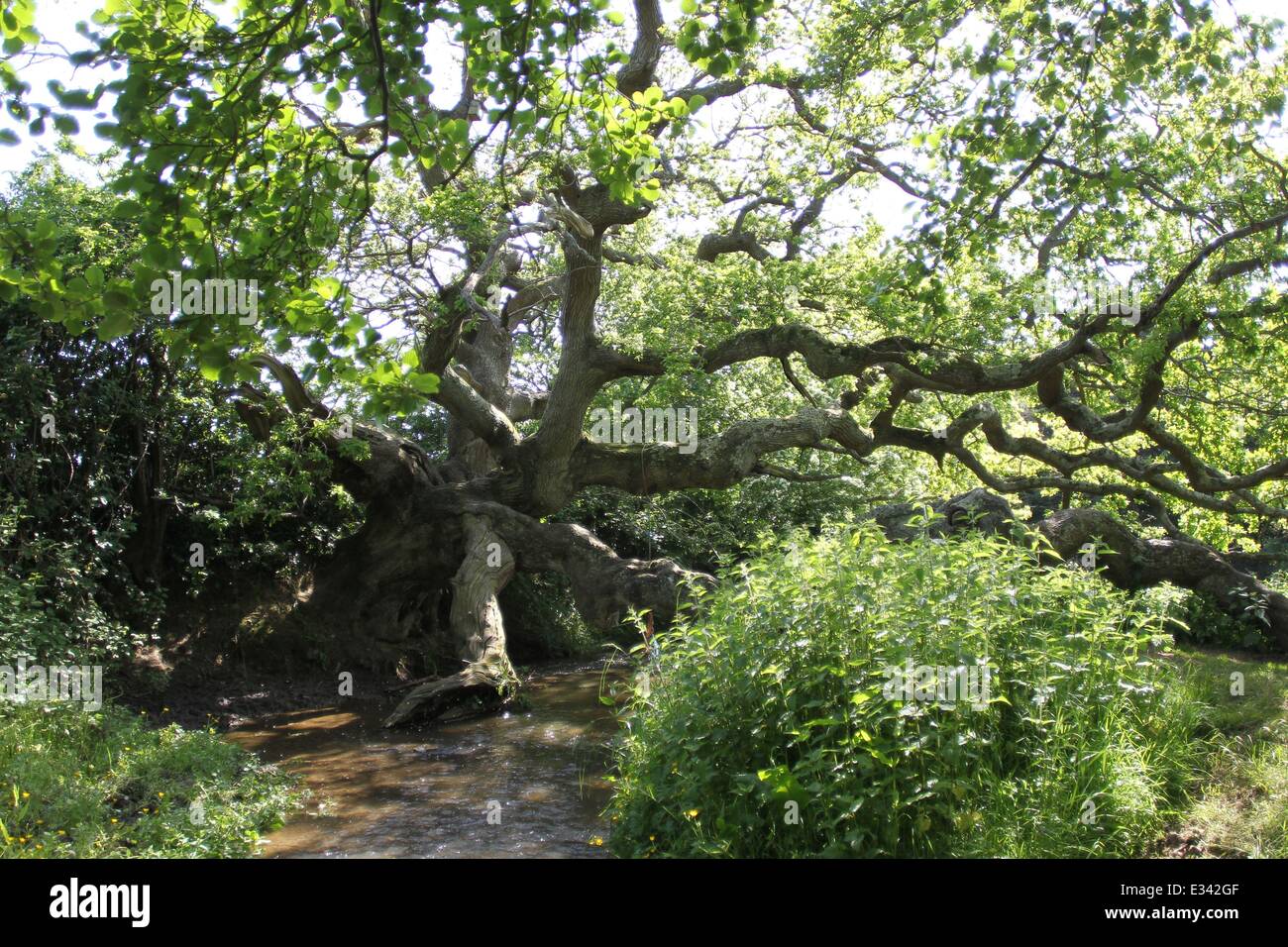 An ancient oak tree known as The Dragon Tree at Brightstone, Isle of ...