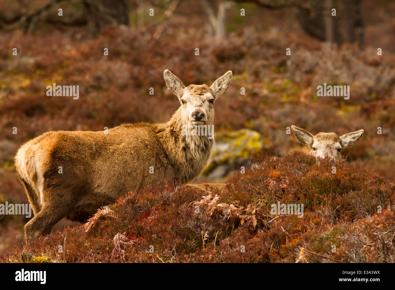 Wild Red Deer in Scotland Stock Photo - Alamy