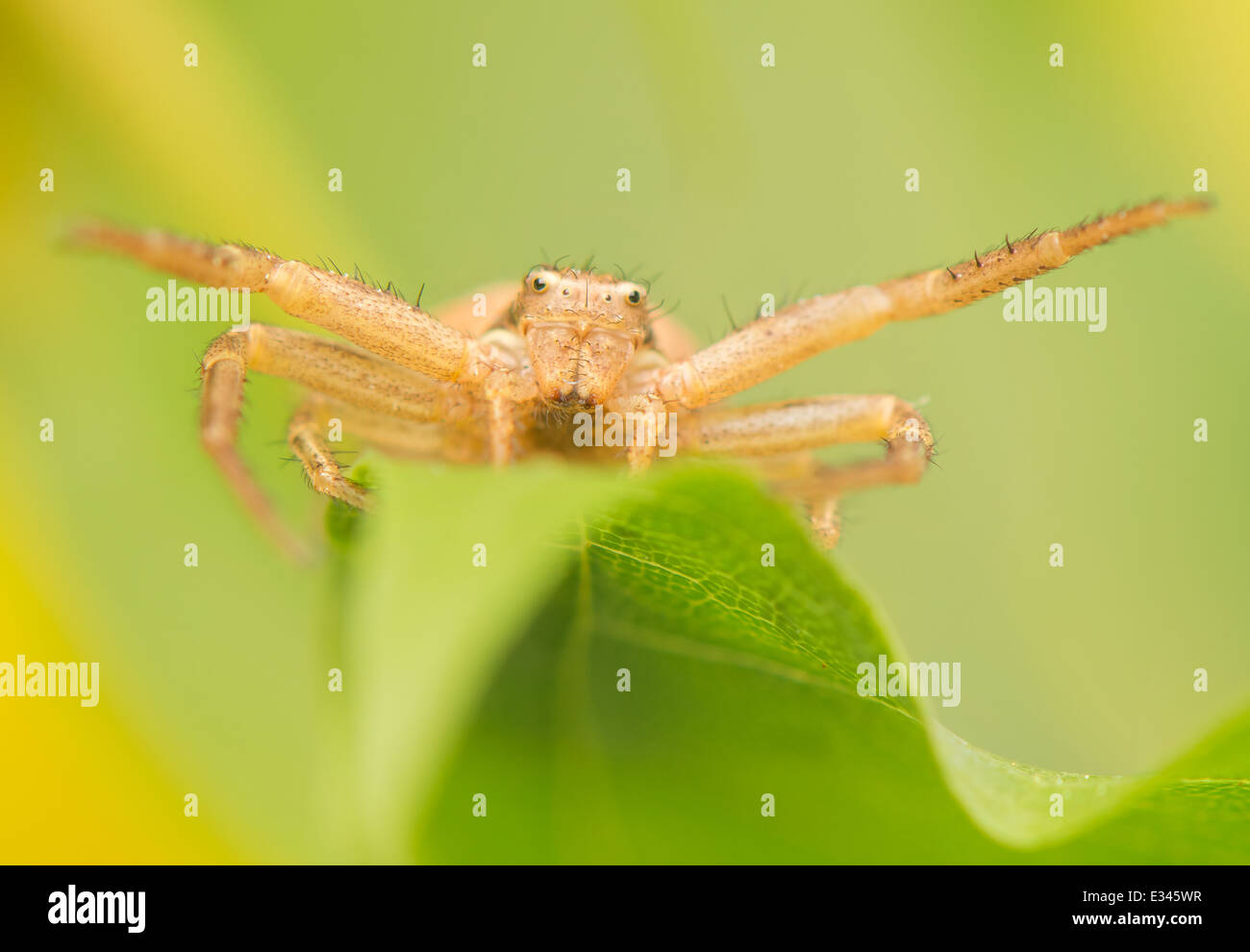 Spider - Xysticus Stock Photo - Alamy