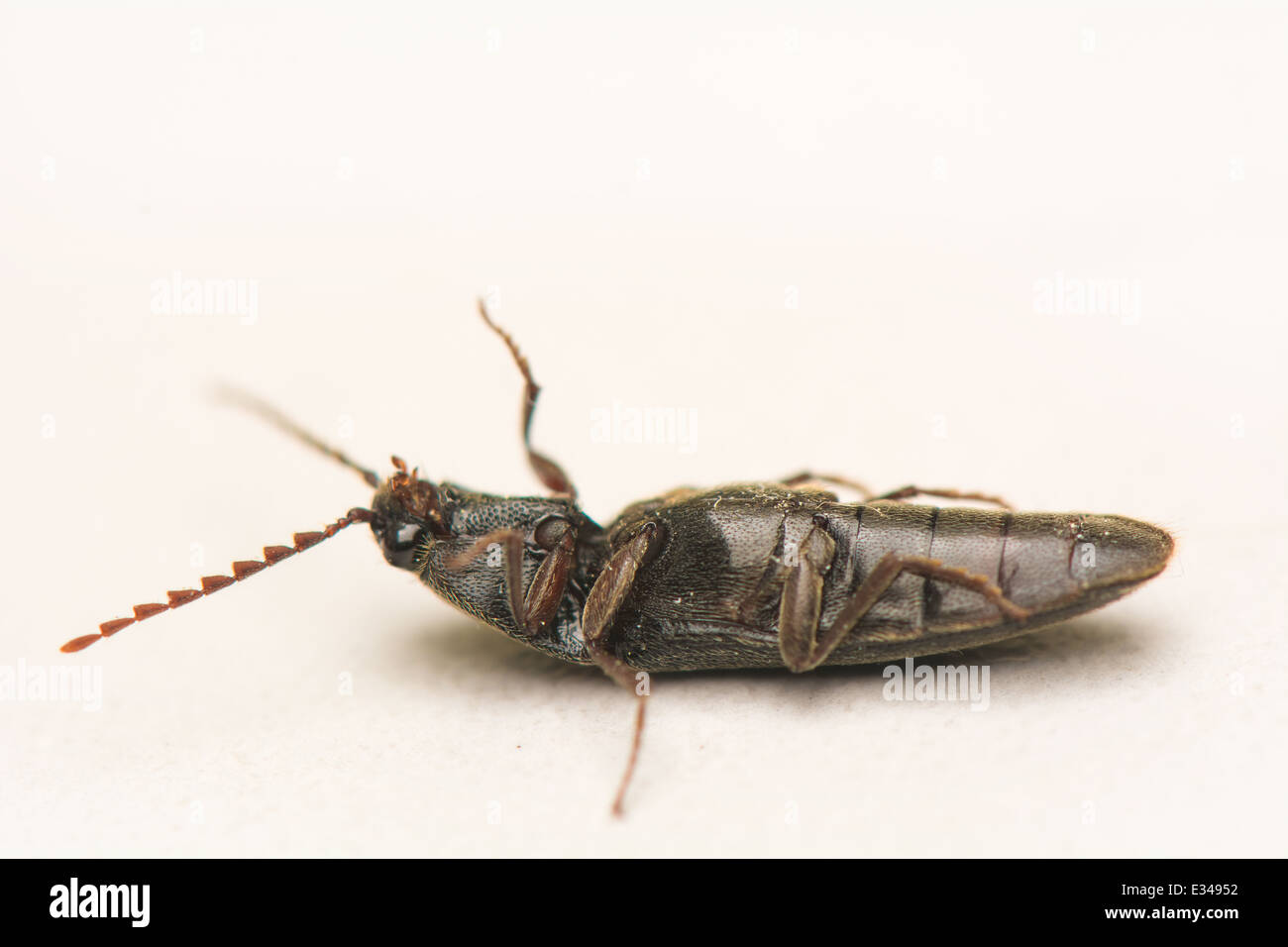 Jump bug hi-res stock photography and images - Alamy