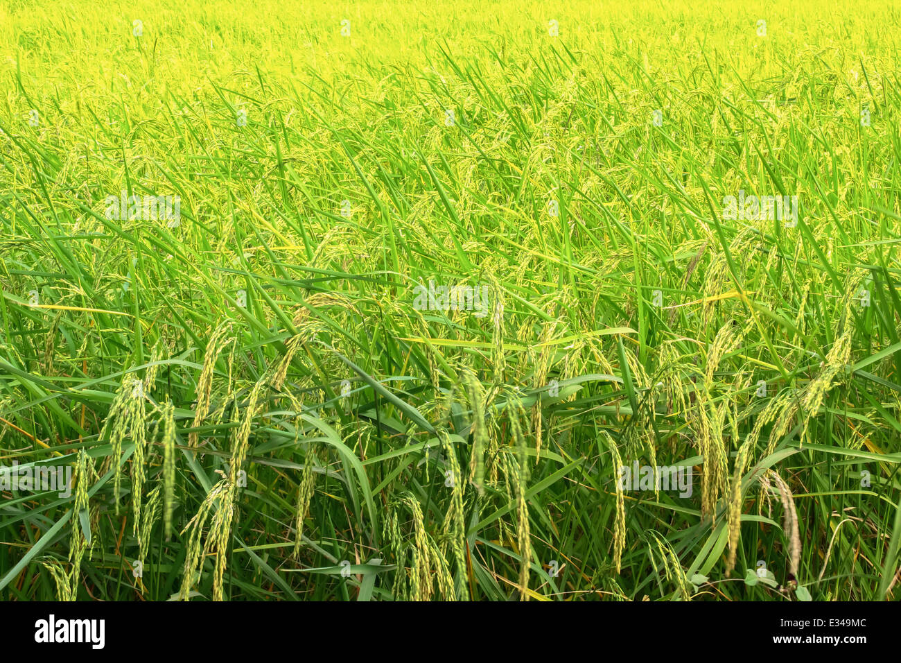 Paddy stem hi-res stock photography and images - Alamy