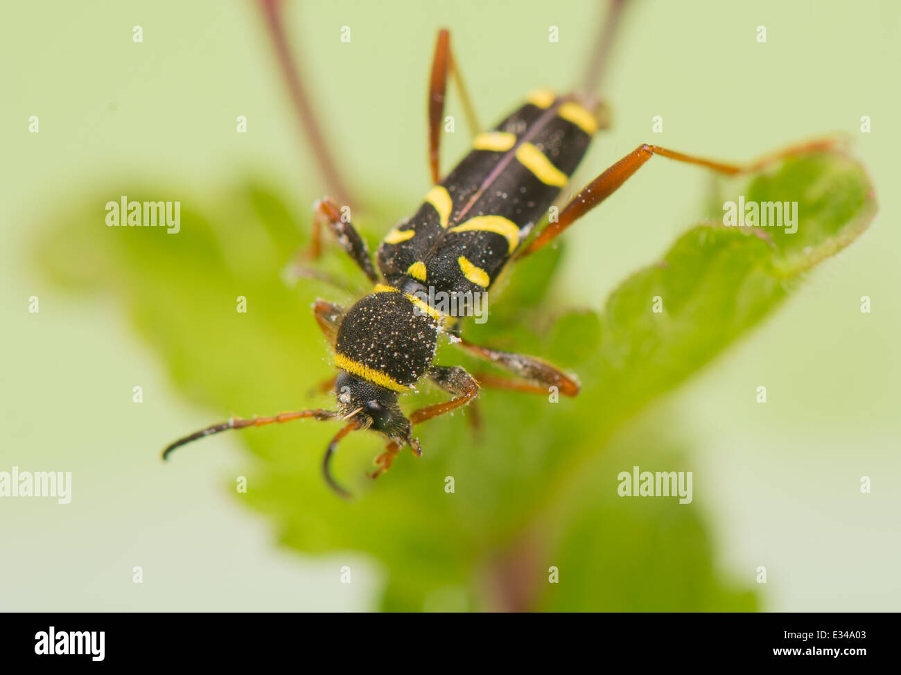 Beetle - Clytus arietis Stock Photo - Alamy