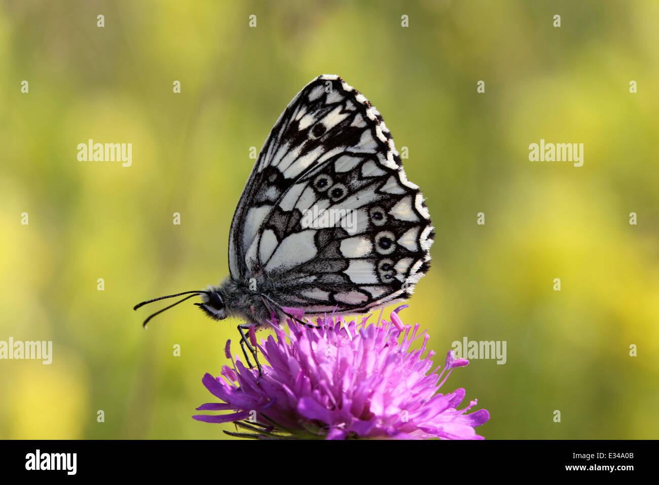 Marbled White butterfly, Melanargia galathea Stock Photo - Alamy