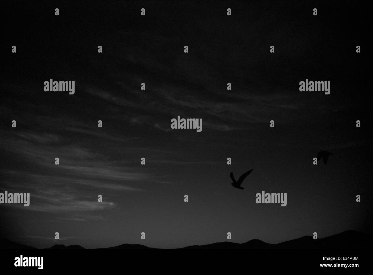 Shadow pf birds hi-res stock photography and images - Alamy