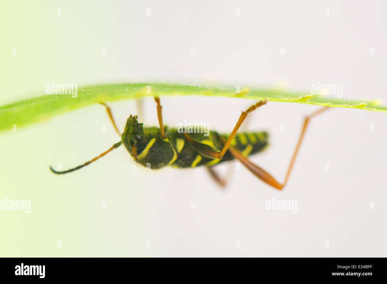 Beetle - Clytus arietis Stock Photo - Alamy