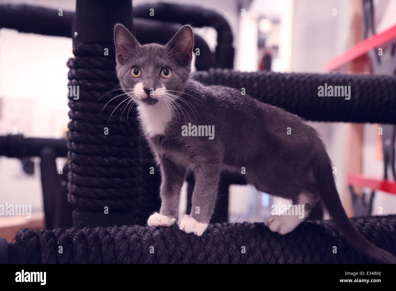 Cats take over the NYC art world! White Columns is proud to present ...