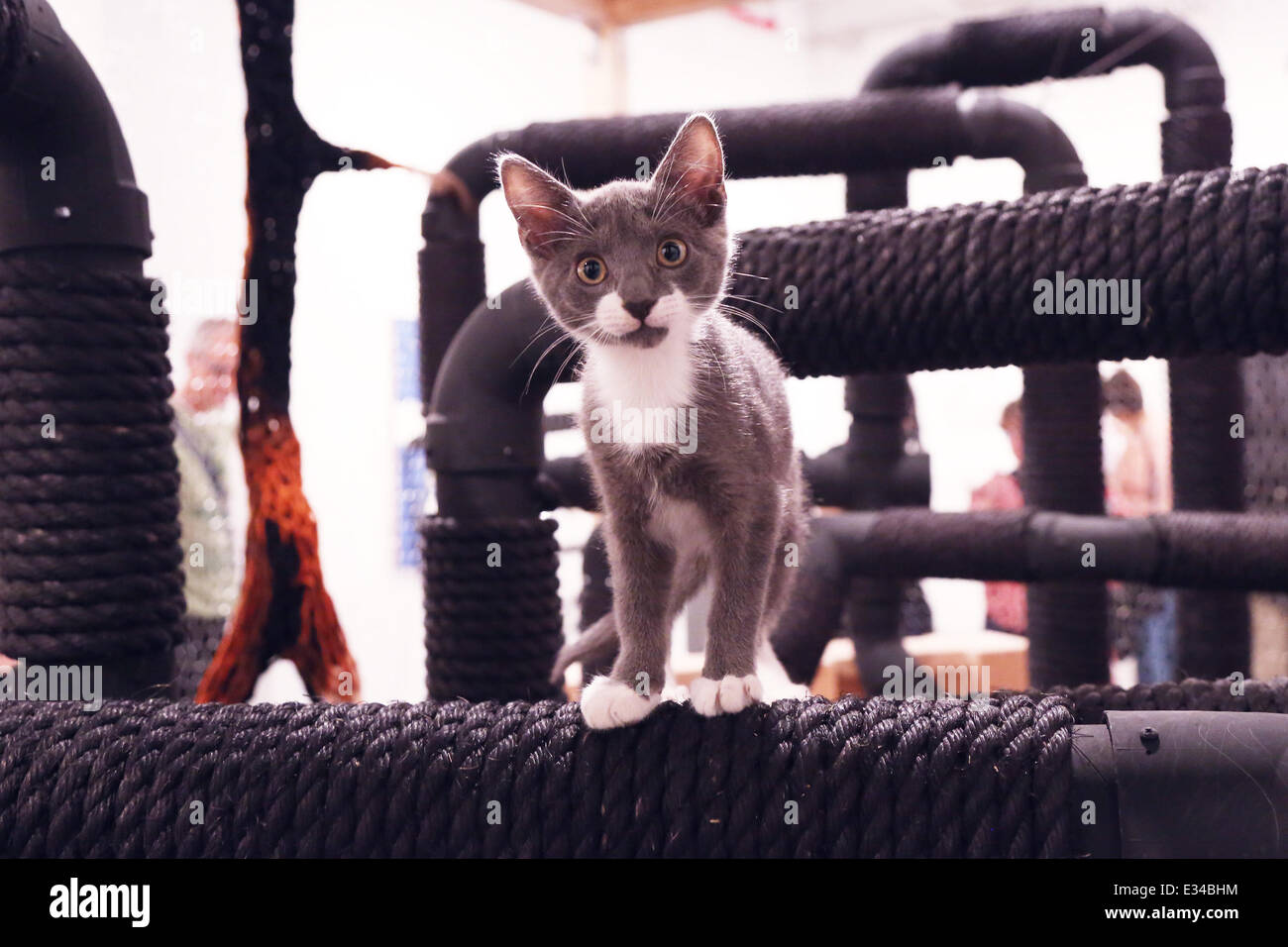 Cats take over the NYC art world! White Columns is proud to present ...