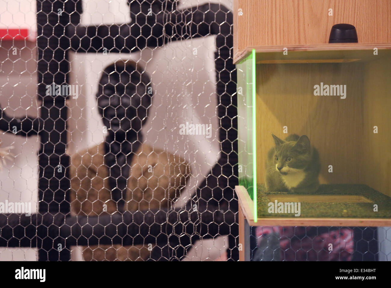 Cats take over the NYC art world! White Columns is proud to present ...