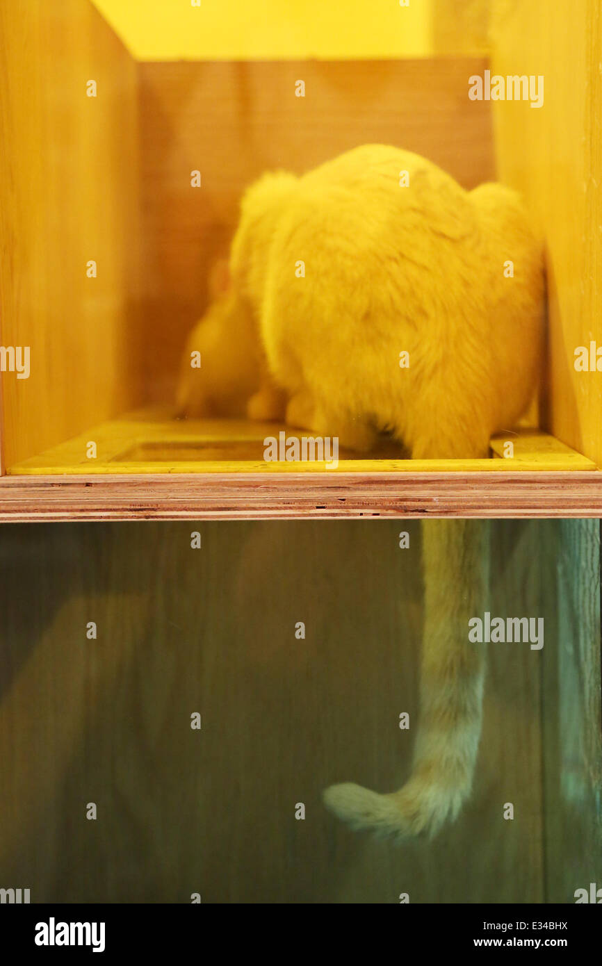 Cats take over the NYC art world! White Columns is proud to present ...