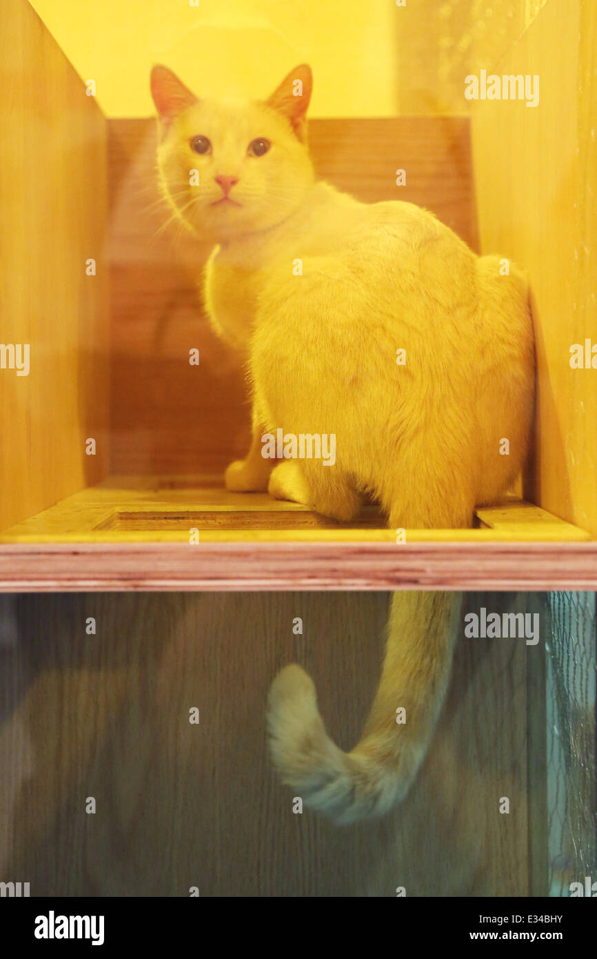 Cats take over the NYC art world! White Columns is proud to present ...