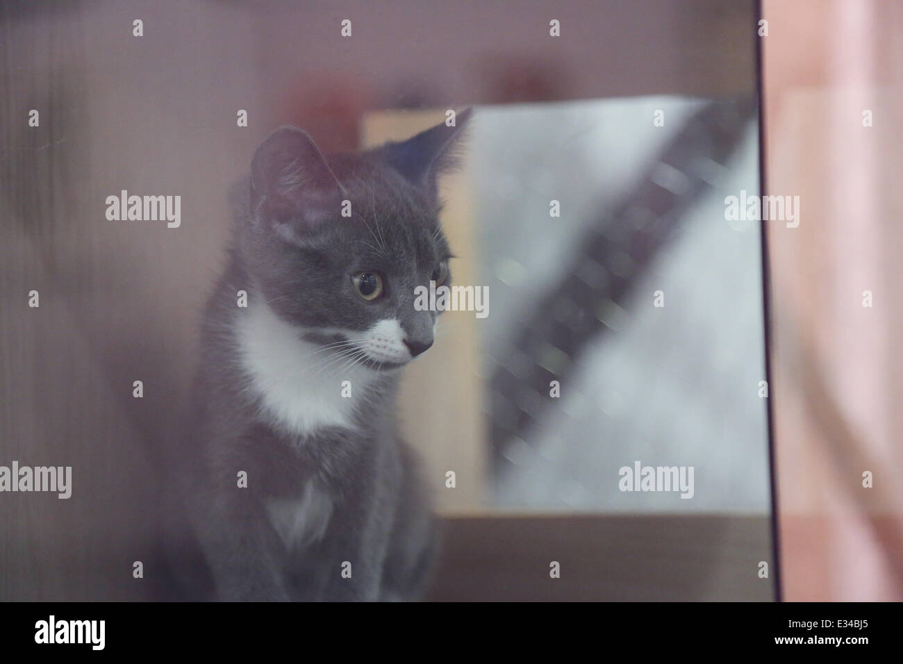 Cats take over the NYC art world! White Columns is proud to present ...