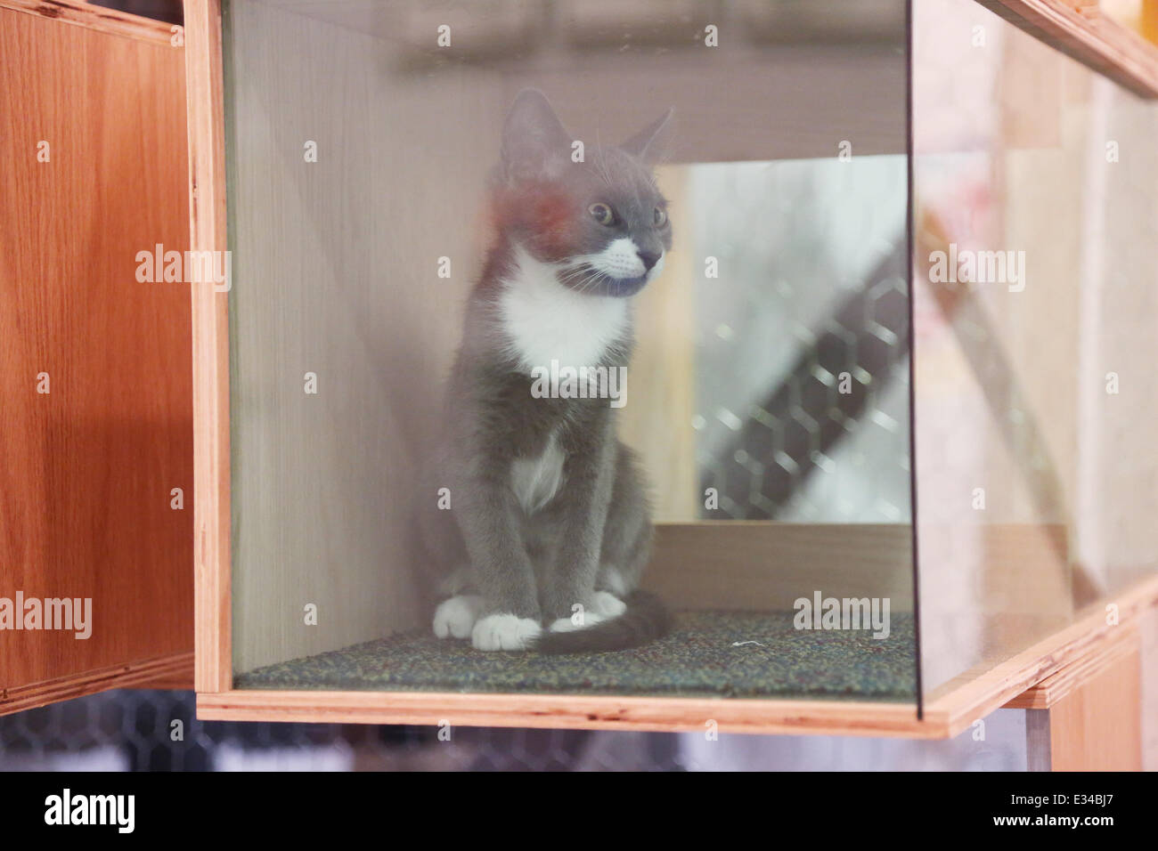 Cats take over the NYC art world! White Columns is proud to present ...