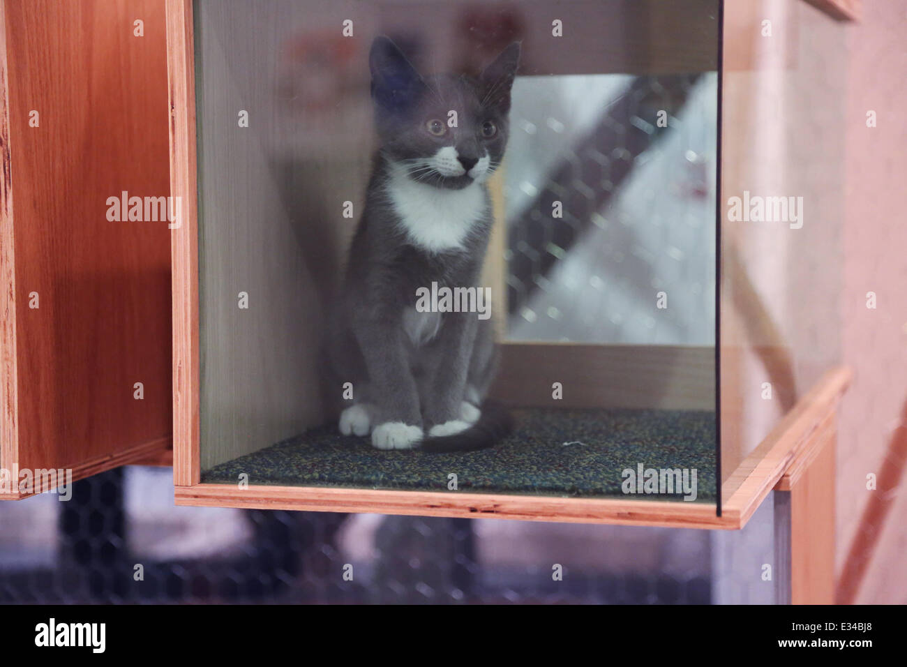 Cats take over the NYC art world! White Columns is proud to present ...