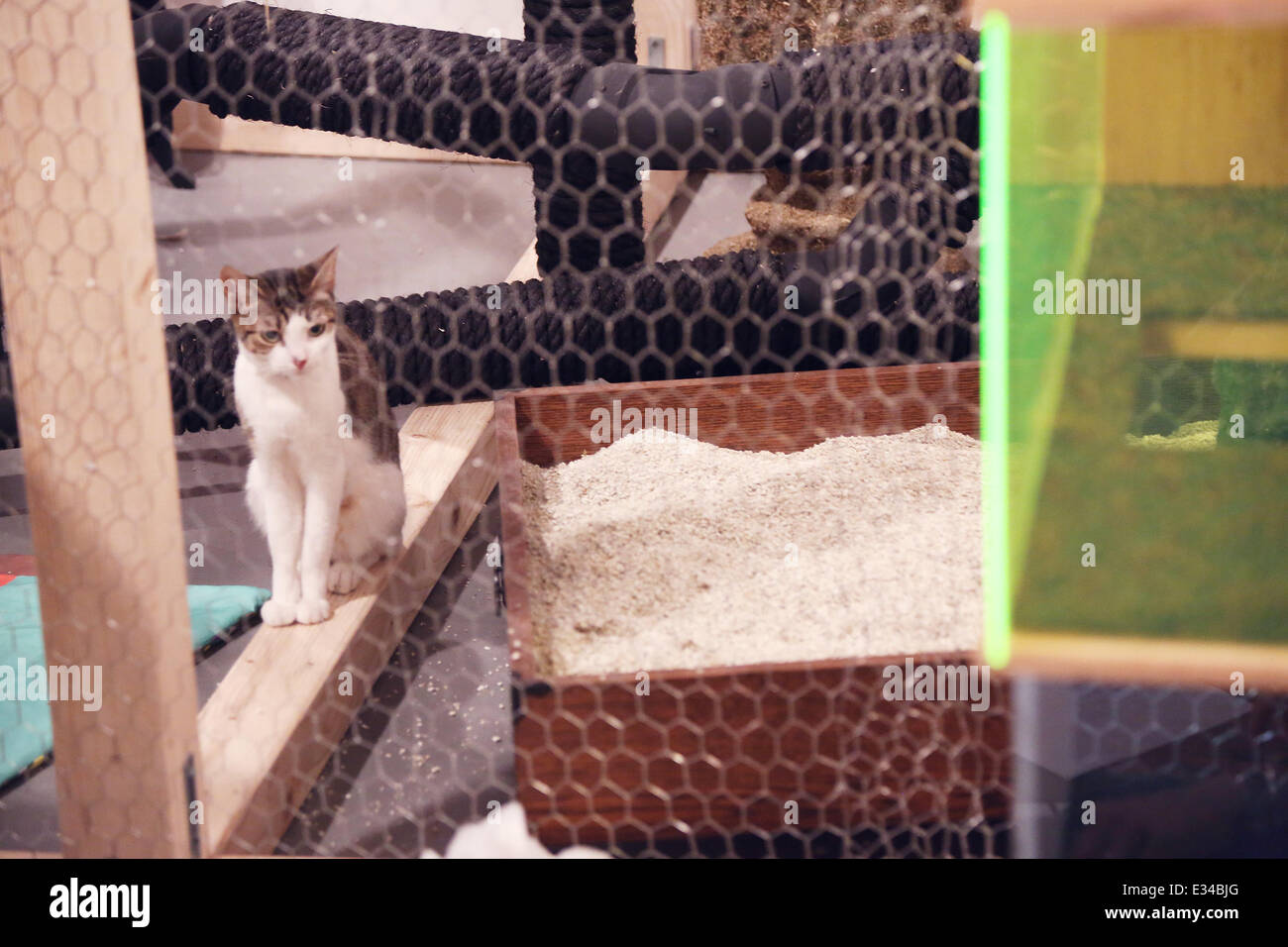 Cats take over the NYC art world! White Columns is proud to present ...