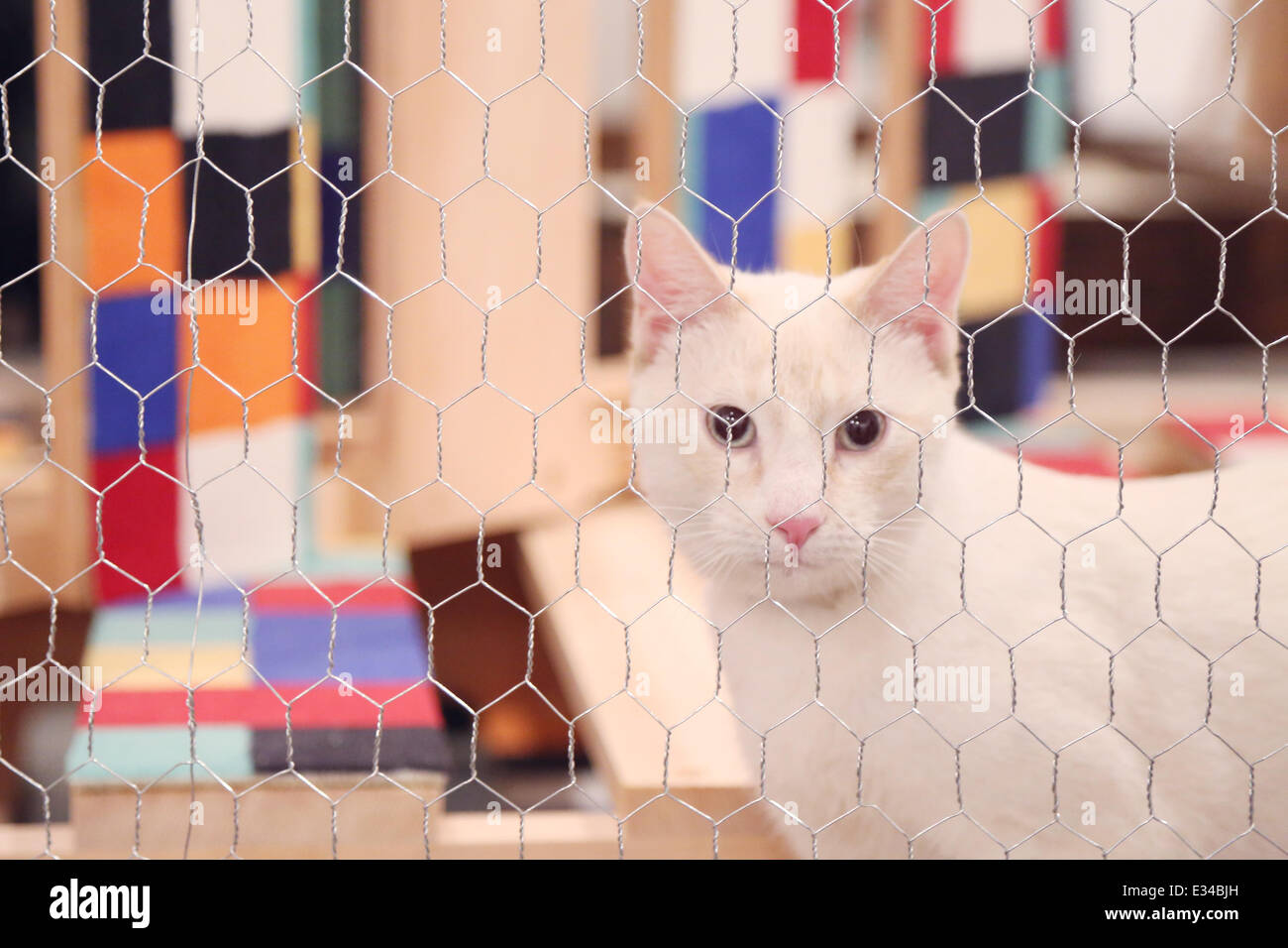 Cats take over the NYC art world! White Columns is proud to present ...