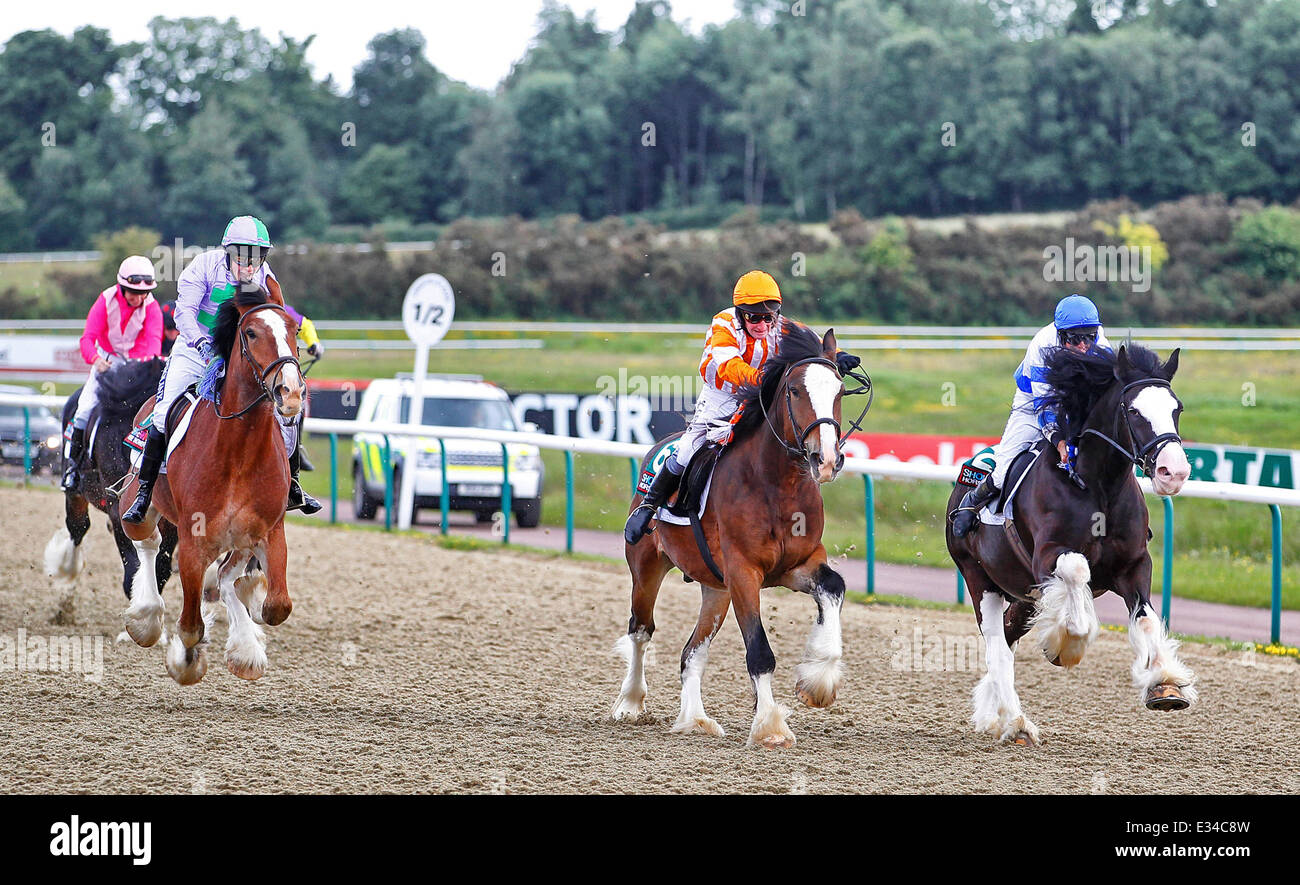 The UK's first ever Shire horse race, held at Lingfield Park Racecourse ...
