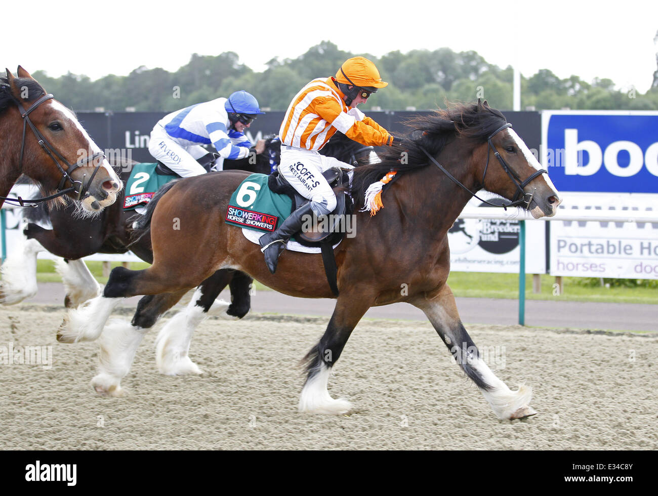 The UK's first ever Shire horse race, held at Lingfield Park Racecourse ...