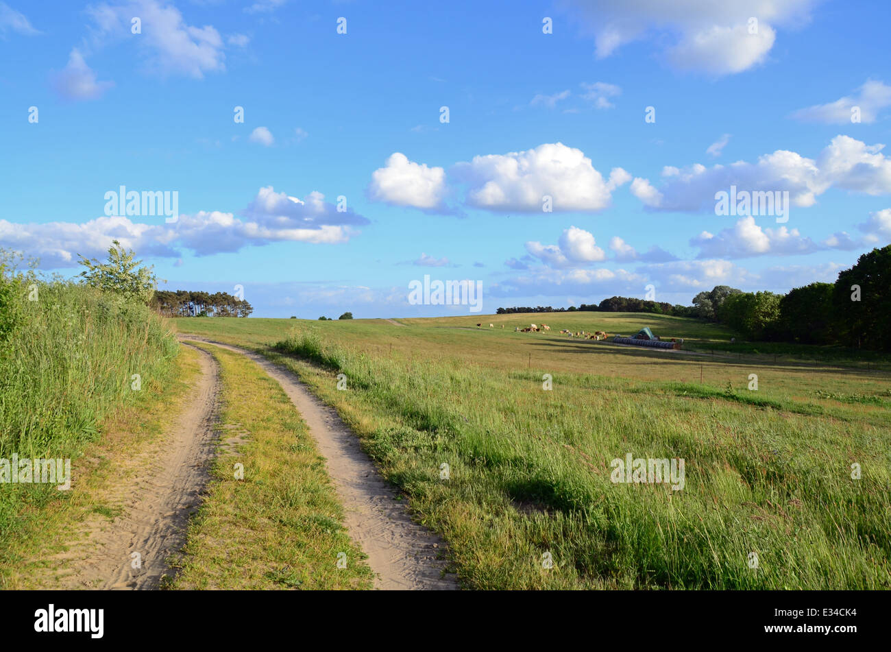Beautiful harmonious landscape Germany Usedom Island Baltic Sea Loddin ...