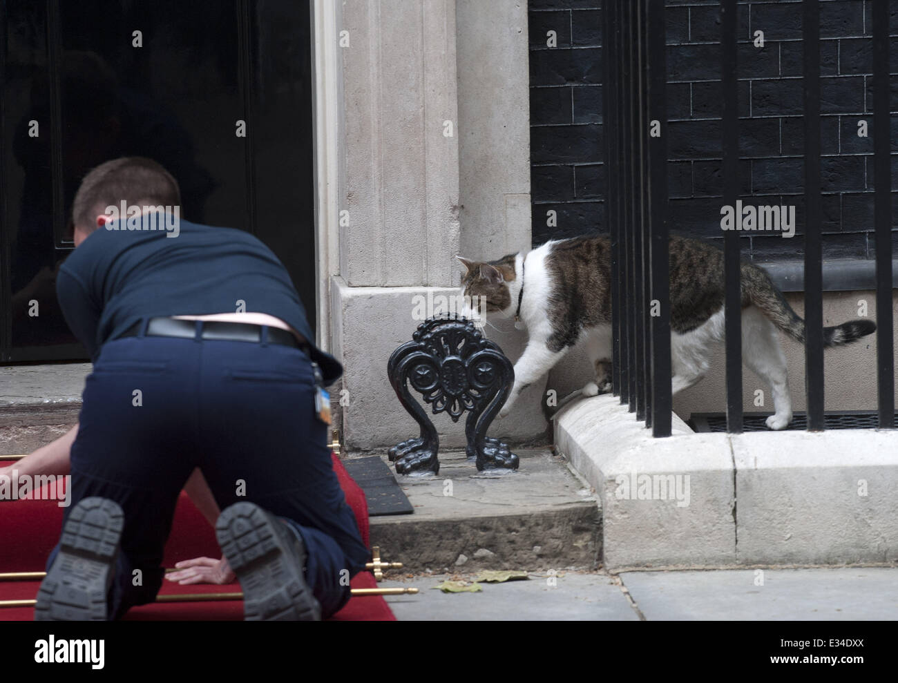 Larry, the Prime Minister's cat walks past the red carpet shortly ...