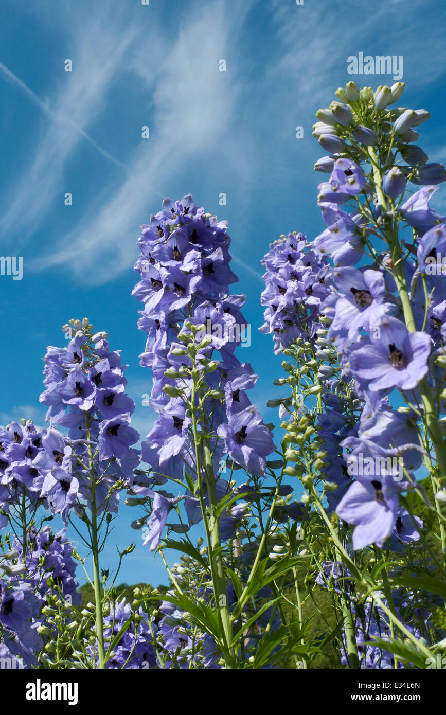 Blue Delft delphiniums and a blue sky growing in a garden in West Wales ...