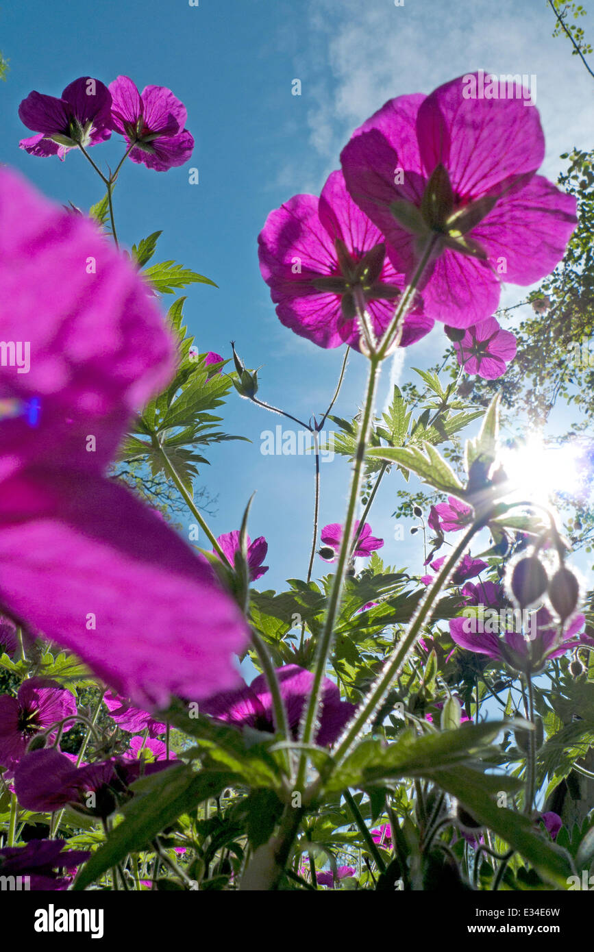 Geranium psilostemon (cranesbill) flowers growing in a rural garden ...