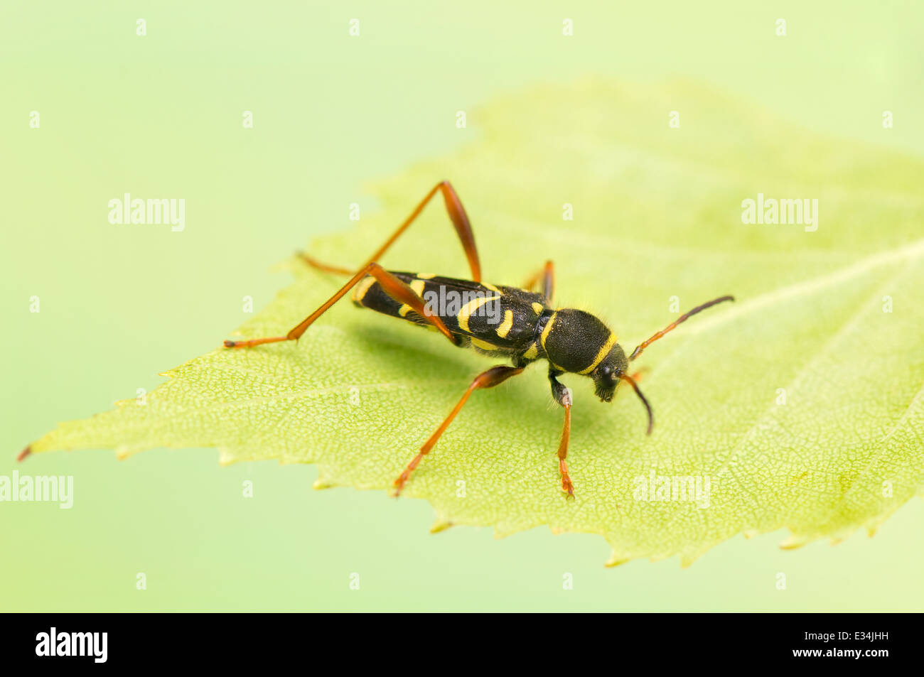 Beetle - Clytus arietis Stock Photo - Alamy