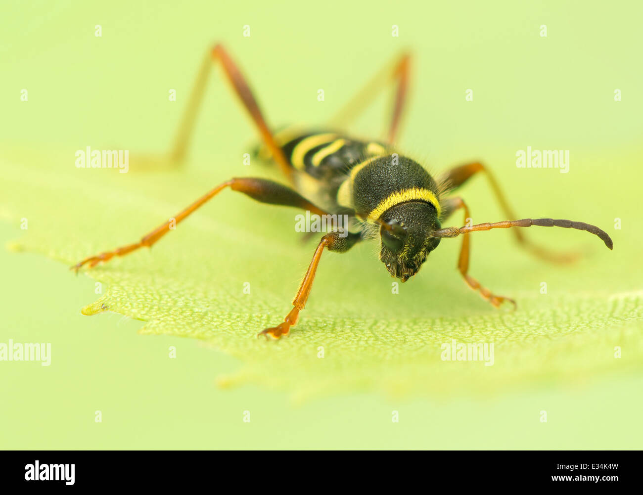 Beetle - Clytus arietis Stock Photo - Alamy