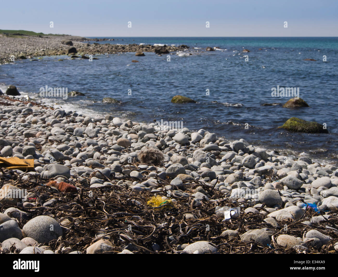 Coastal section of Jaeren Norway with rounded stones and kelp from the ...