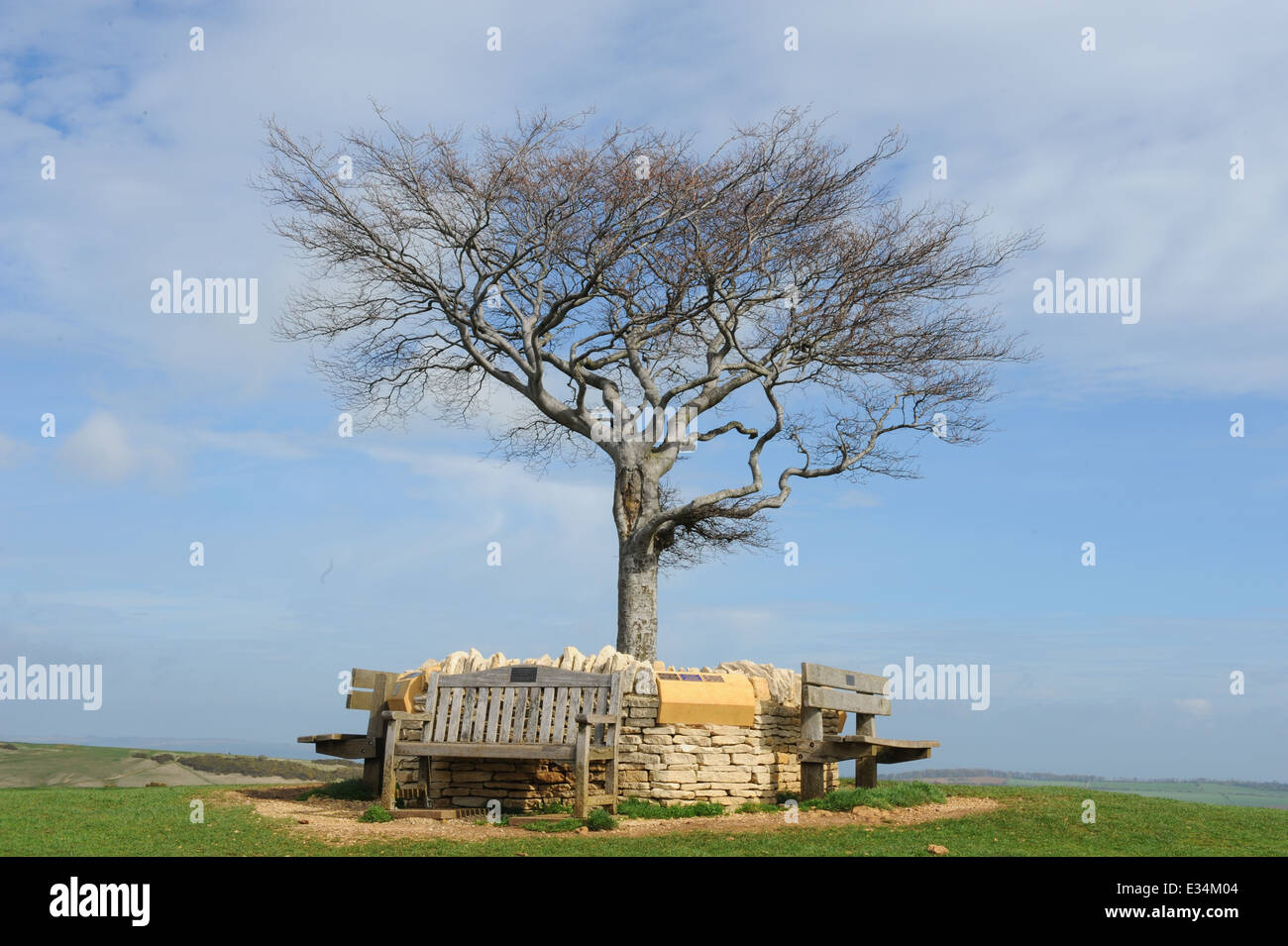 Beech Tree (Fagus sylvatica) on top of Cleeve Common, the highest point ...
