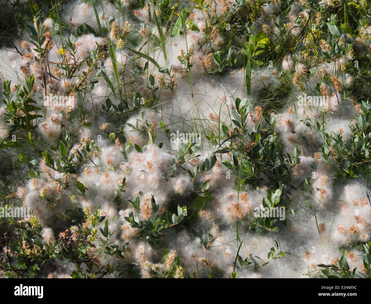Salix shrubs on the north sea coast of Norway, close up of catkins and ...