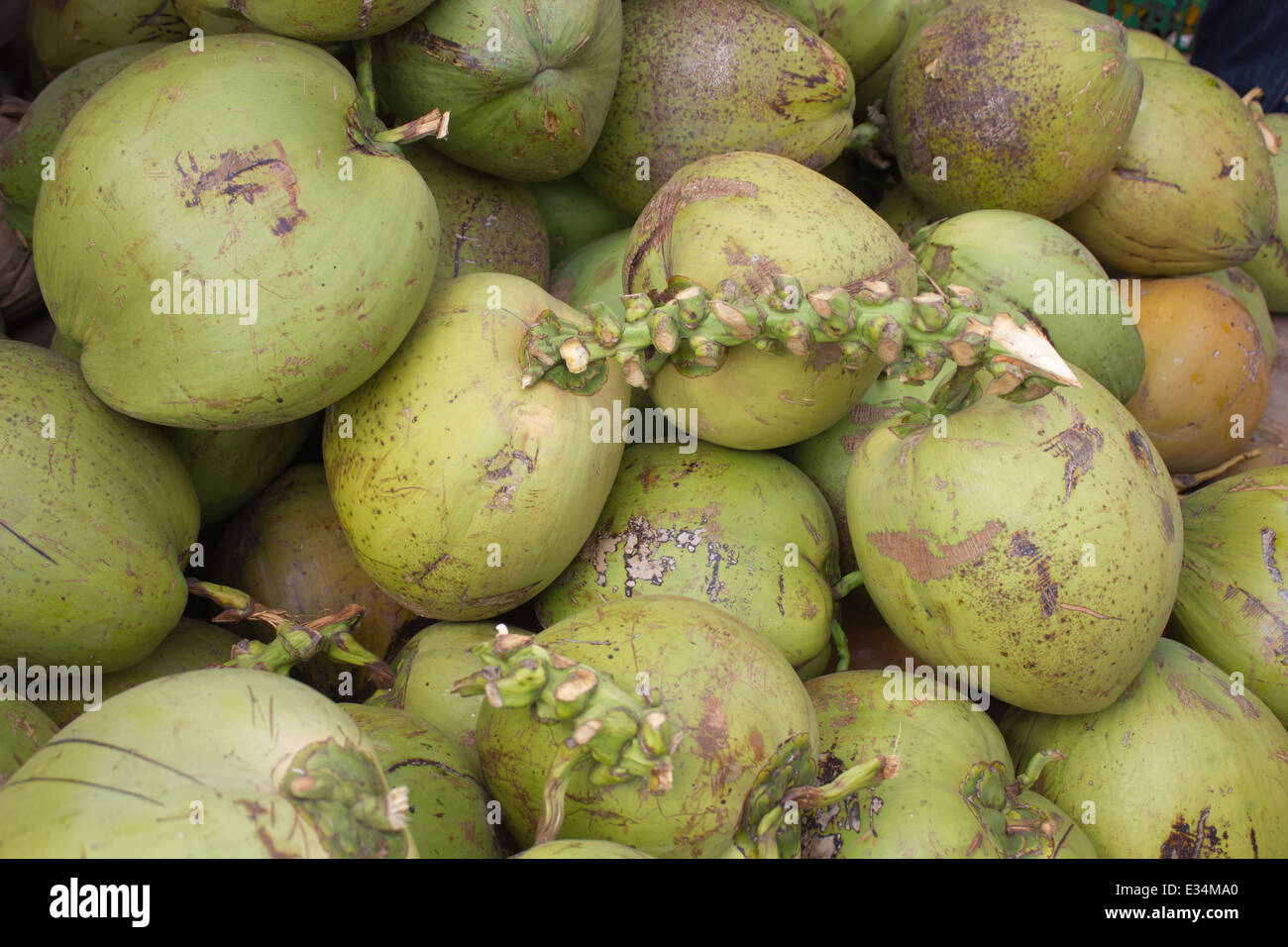 Coconut tree fruit hi-res stock photography and images - Alamy