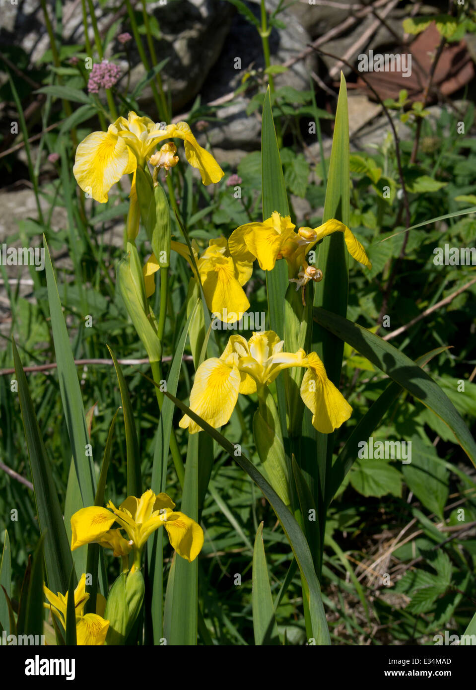 Iris pseudacorus, yellow iris, a beautiful wildflower in wetlands and along the coast, here in ...