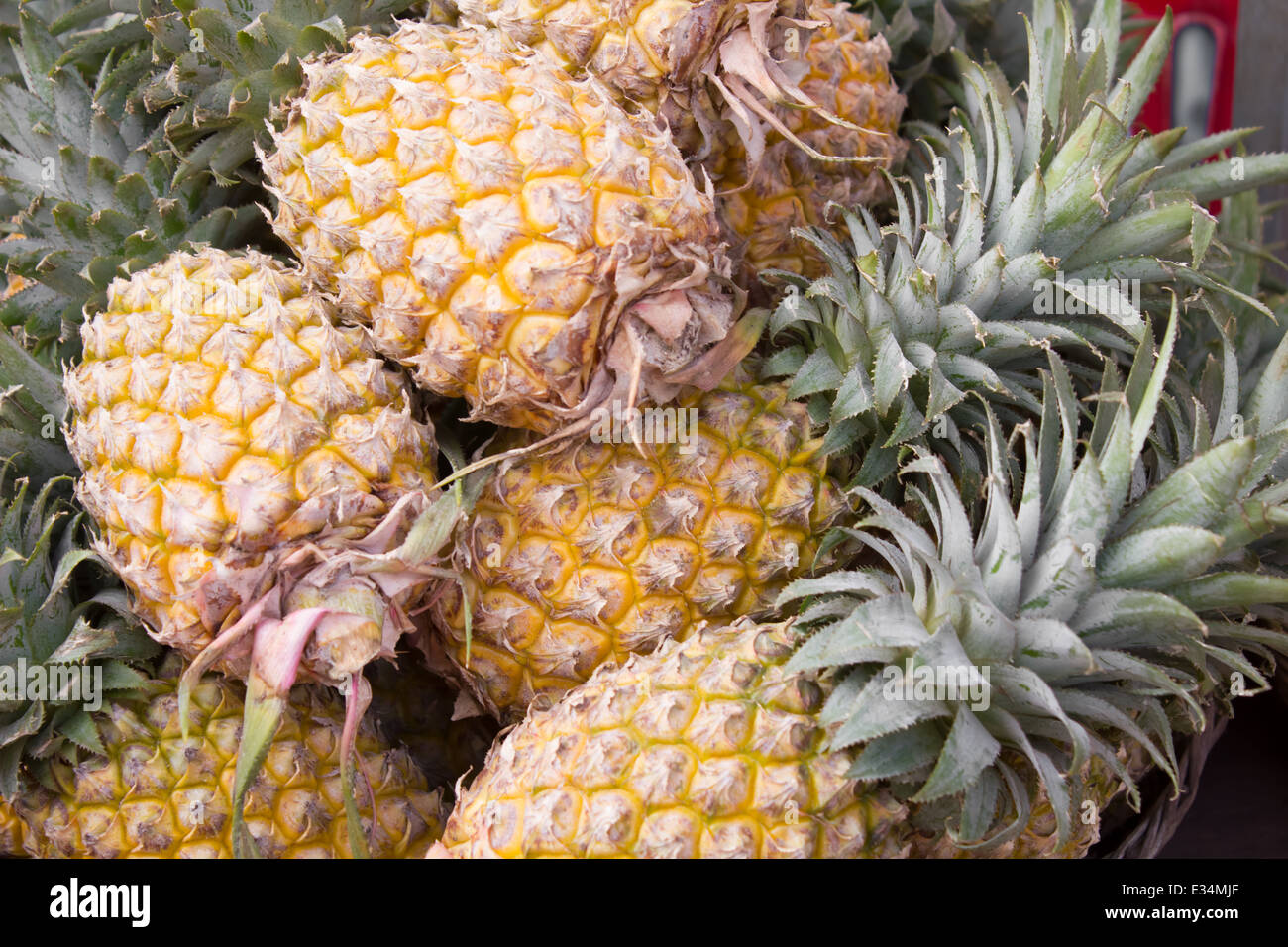 Pineapple bush hi-res stock photography and images - Alamy